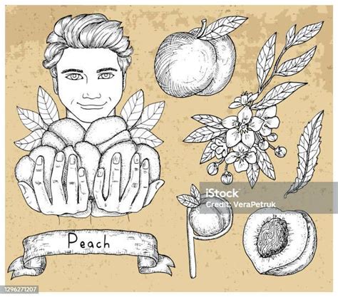 질감이 있는 배경 위에 복숭아와 과일을 들고 있는 잘생긴 남자가 있는 디자인 세트 개체 그룹에 대한 스톡 벡터 아트 및 기타 이미지 개체 그룹 건강한 생활방식 건강한