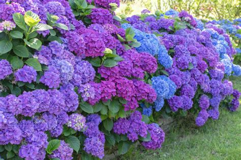 10 Common Problems With Hydrangea Plants Garden Lovers Club
