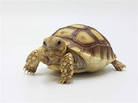 เต่าป่วย เต่าไม่สบาย กับการขาดแคลเซียมในเต่าบก Reptilehiso ฟาร์มเต่ายักษ์ เต่าซูคาต้า เต่าบก