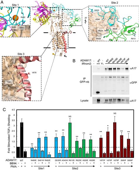Structural Insights Into The Activation And Inhibition Of The Adam17 Irhom2 Complex Pnas
