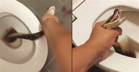 Python Bites Thai Man On Testicles While Sitting On The Toilet