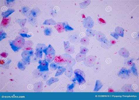 Squamous Epithelial Cell Cell Structure Of Human Under Microscope View For Education In