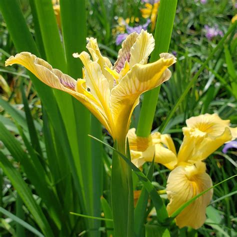 Pacific Coast Hybrid Iris Iris Pch Hybrid Mix Western Star Nursery