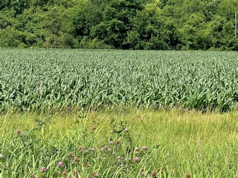 Iowa Corn Beginning To Silk Soybeans Blooming Ahead Of Normal • Iowa