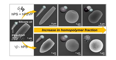 Effect Of Homopolymers On Phase Separation Dynamics In Multicompartment
