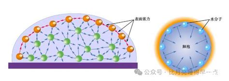 肺泡液 气界面的表面张力的作用及生理意义 芬兰kibron 上海谓载科技有限公司