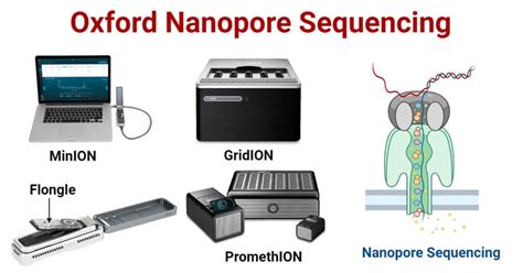 Oxford Nanopore Sequencing Principle Protocol Uses Diagram