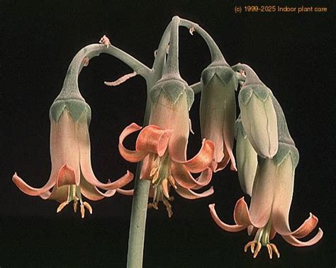 Cotyledon Undulata 1402