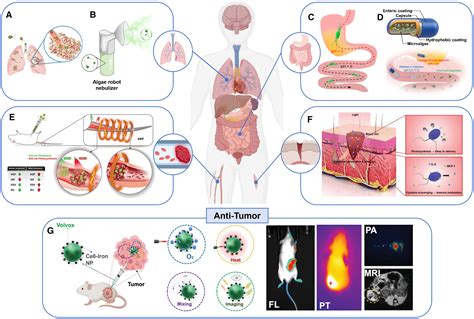 Engineering Microalgae Based Biohybrid Robots For Biomedical Applications Cell Biomaterials