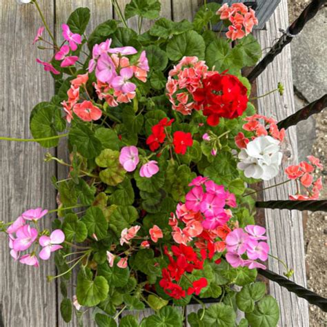 Multibloom Mix Geranium