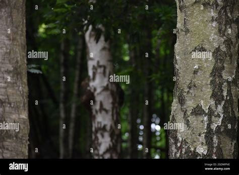 Light Bark On Trees Stock Photo Alamy