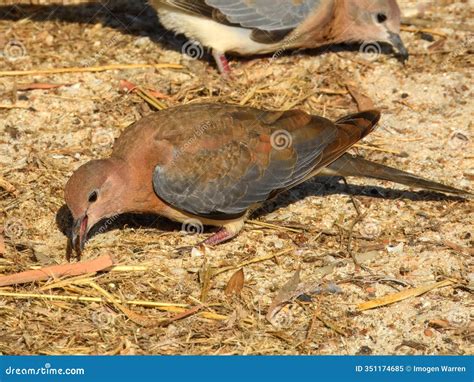 Laughing Turtle Dove Streptopelia Senegalensis In Australia Stock