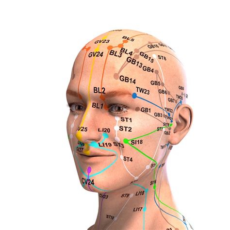 Acupuncture Points Head Chart At Sophie Catani Blog