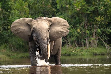 The Congo Rainforest