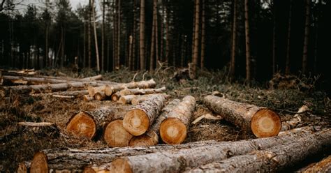 Uk Fails To Curb Deforestation Bankrolling Whats Next Fairplanet