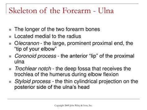 Chapter 8 The Skeletal System The Appendicular Skeleton Ppt Download