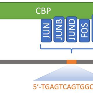 Overview Of BZIP Transcription Factors Recruited To The Proximal Region Download Scientific
