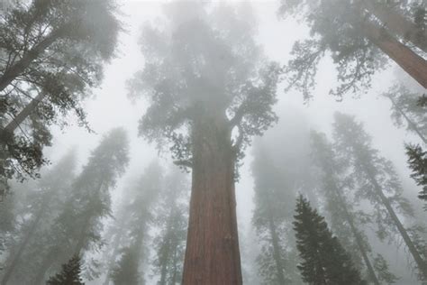 გიგანტური სეკვოია