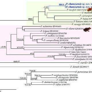Maximum Likelihood Inference Tree Showing The Evolutionary Download Scientific Diagram