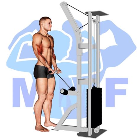 Pec Deck Machine Your Helpful How To Tutorial