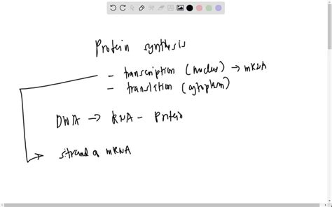 Solved The M Rna Nucleotide Code Is Below Ccg Uau Cga Cuu Gua Aca Acg