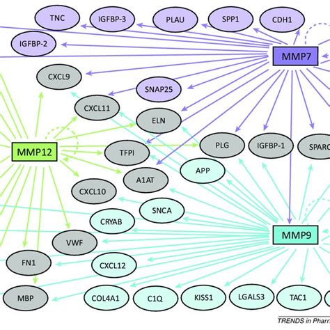 Simplified Protease Web With Matrix Metalloproteinase Mmp 7 Mmp9 Download Scientific