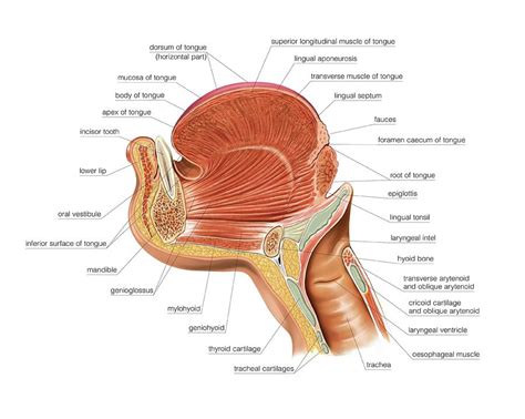 Tongue Anatomy Muscles Neurovasculature And Histology Vxlw