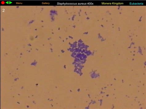 Taxonomy Slides Lab Exam 1 Flashcards Quizlet