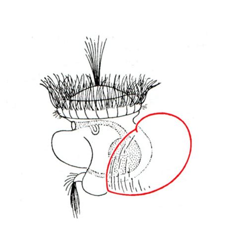 Diagramme De Veliger Larva Quizlet