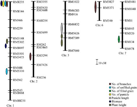Toward The Mapping Of Agronomic Characters On A Rice Genetic Map Quantitative Trait Loci