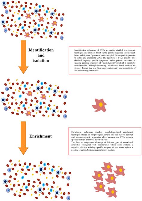 Detection Isolation And Enrichment Of Circulating Tumor Cells