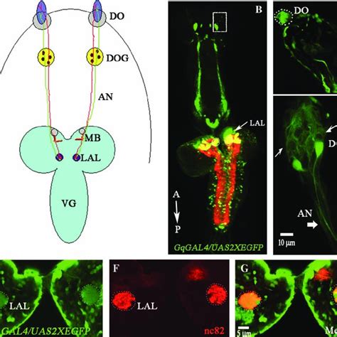 Pdf Drosophila Mutants In Phospholipid Signaling Have Reduced