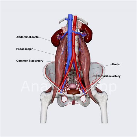Common Iliac Artery Female Pelvis Anatomyapp