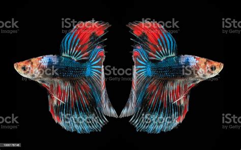싸우는 물고기 아름 다운 물고기 물고기 시암 검은 배경 싸움 아름 다운 색상 감금 상태에 대한 스톡 사진 및 기타 이미지 감금 상태 공격성 규모 Istock