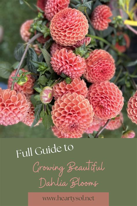 How To Grow A Garden Of Dahlias A Guide To Abundant Dahlia Blooms Hearty Sol