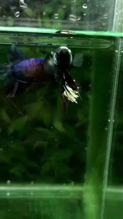 Gold Copper Avator Pair Fish Youtube