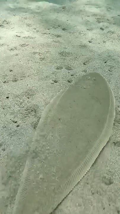 김녕 세기알 해변 서대 스노클 제주 바다 Youtube