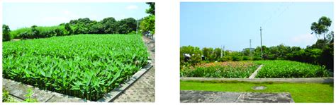 Constructed Wetlands With Horizontal Subsurface Flow Planted With Download Scientific Diagram