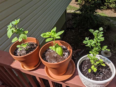 First Attempt At Growing Herbs From Seeds Catnip Basil And Cilantro