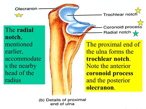 06 Appendicular Skeleton Pectoral Girdle And Upper Limbs Ppt