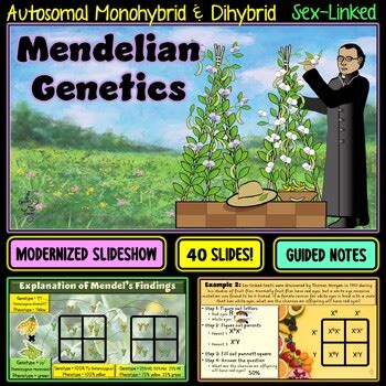 Mendelian Genetics Lesson PowerPoint Monohybrid Dihybrid Sex Linked Traits