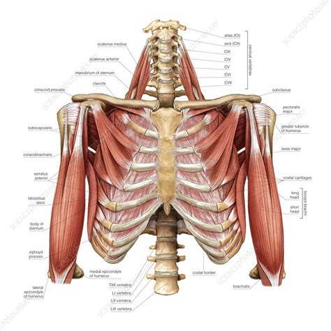 Muscles Of The Thorax Stock Image C0200408 Science Photo Library