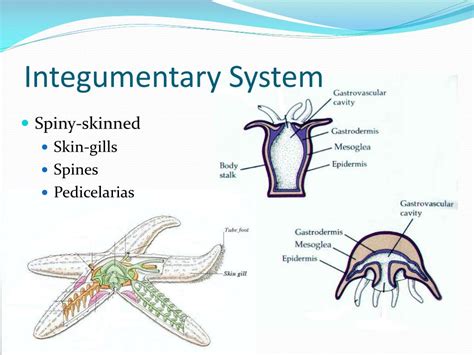Ppt Echinoderms Powerpoint Presentation Free Download Id2018898