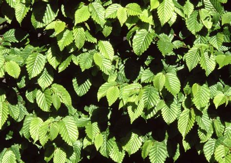 Carpinus Betulus Hedging Frank P Matthews