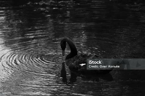 백조 검은 흰색 사진 백조는 물 위에 떠 있습니다 아름다운 새 가금류에 대한 스톡 사진 및 기타 이미지 가금류 고여 있는 물 공중 Istock