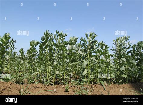 A Row Field Bean Plants Closeup With A Blue Sky Stock Photo Alamy