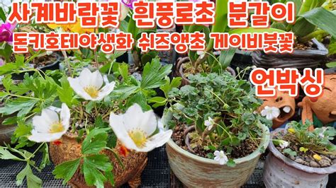 흰풍로초 사계바람꽃 분갈이 게이비붓꽃 쉬즈앵초 언박싱 돈키호테 Youtube