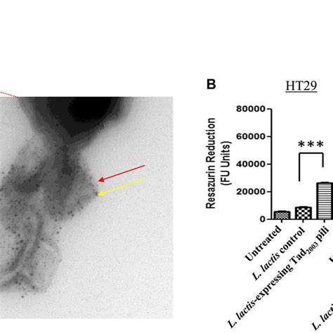 Osmium Tetroxide Staining Of Intestinal Sections Of Mice Download Scientific Diagram