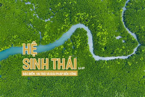 Hệ sinh thái là gì Đặc điểm vai trò và giải pháp bền vững