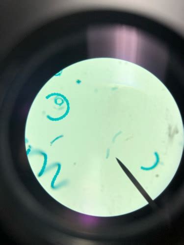 Lab Practical Flashcards Quizlet